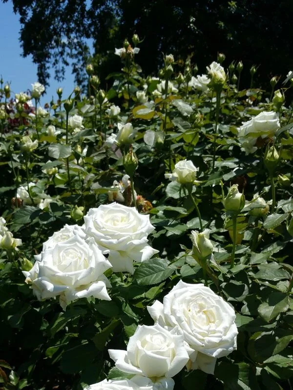 Cinderella Fairy Tale — Select Roses