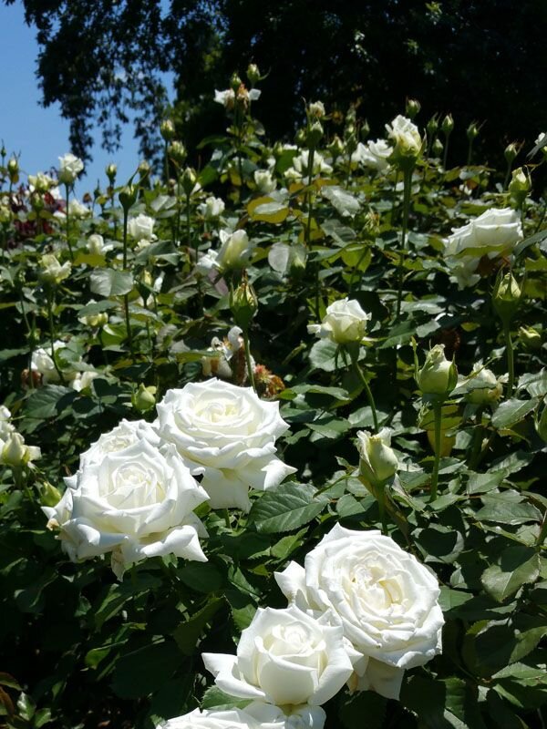 Earth Angel — Select Roses