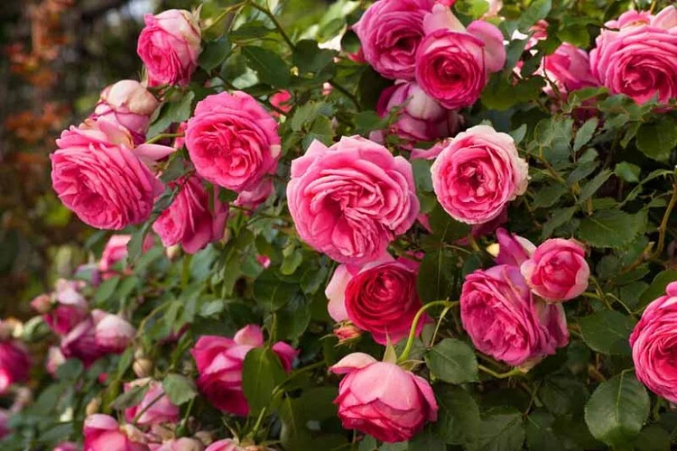 Polka — Select Roses