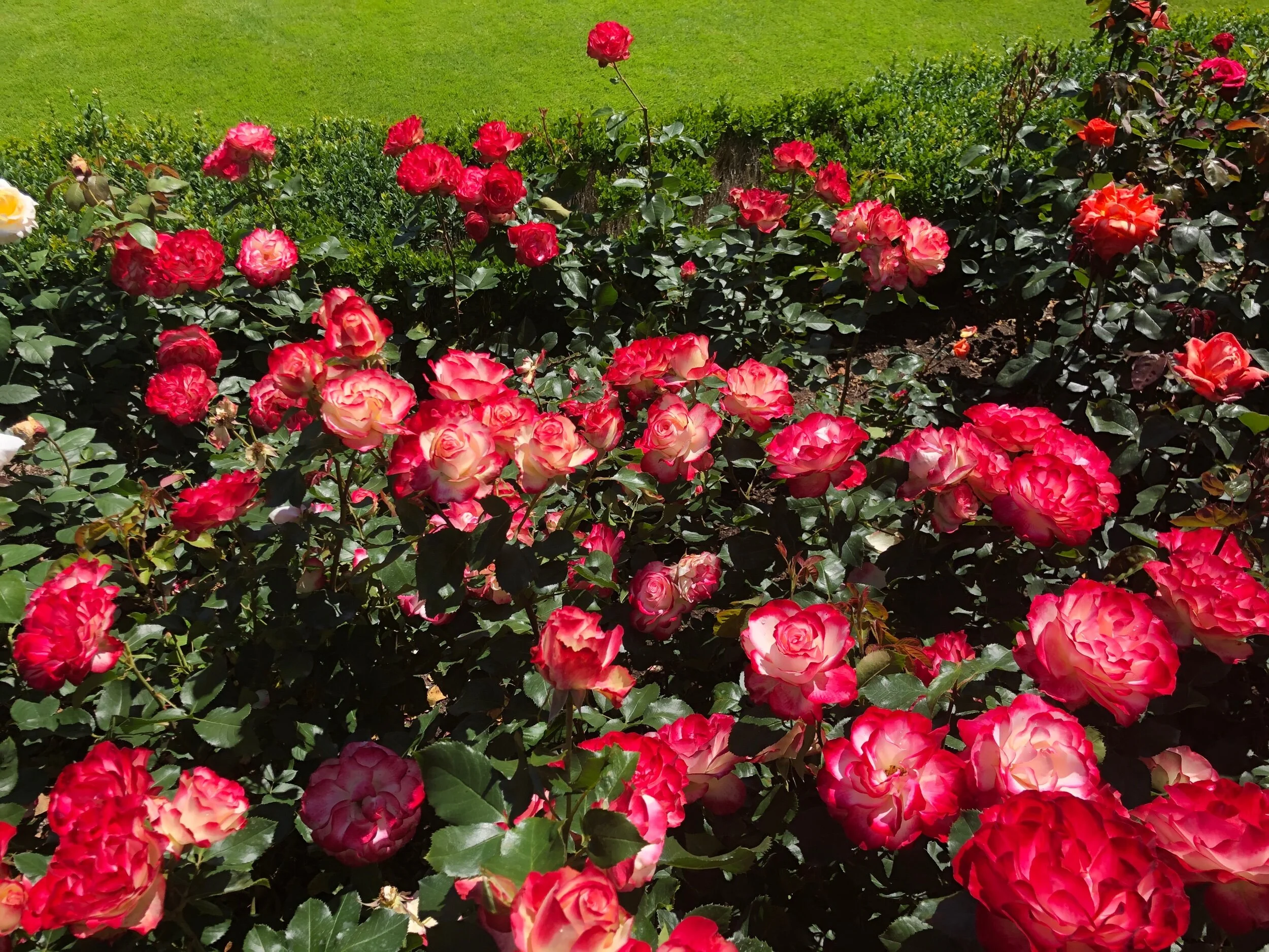 James Galway — Select Roses