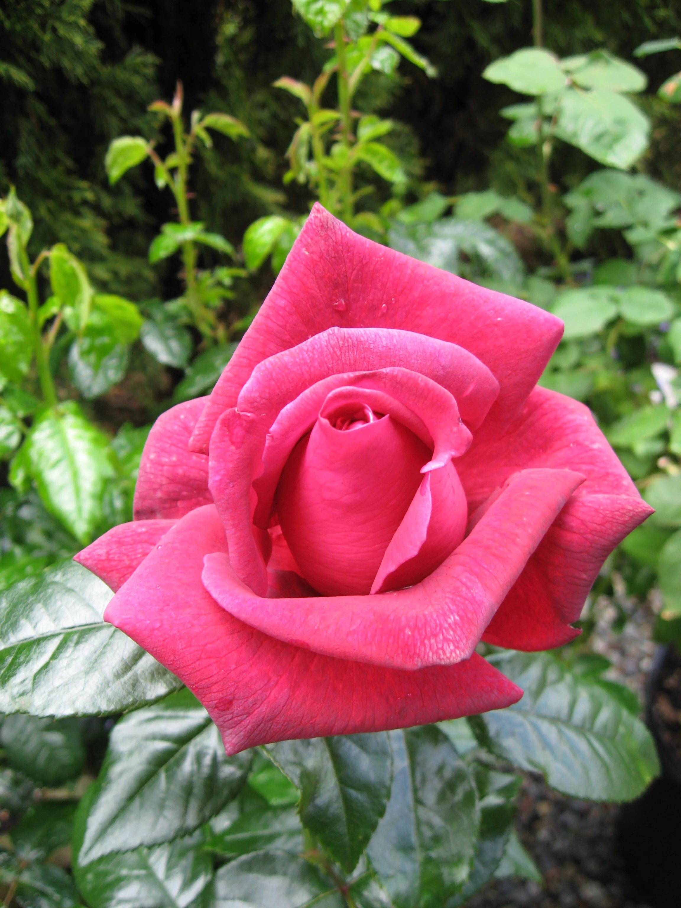 Pope John Paul II — Select Roses