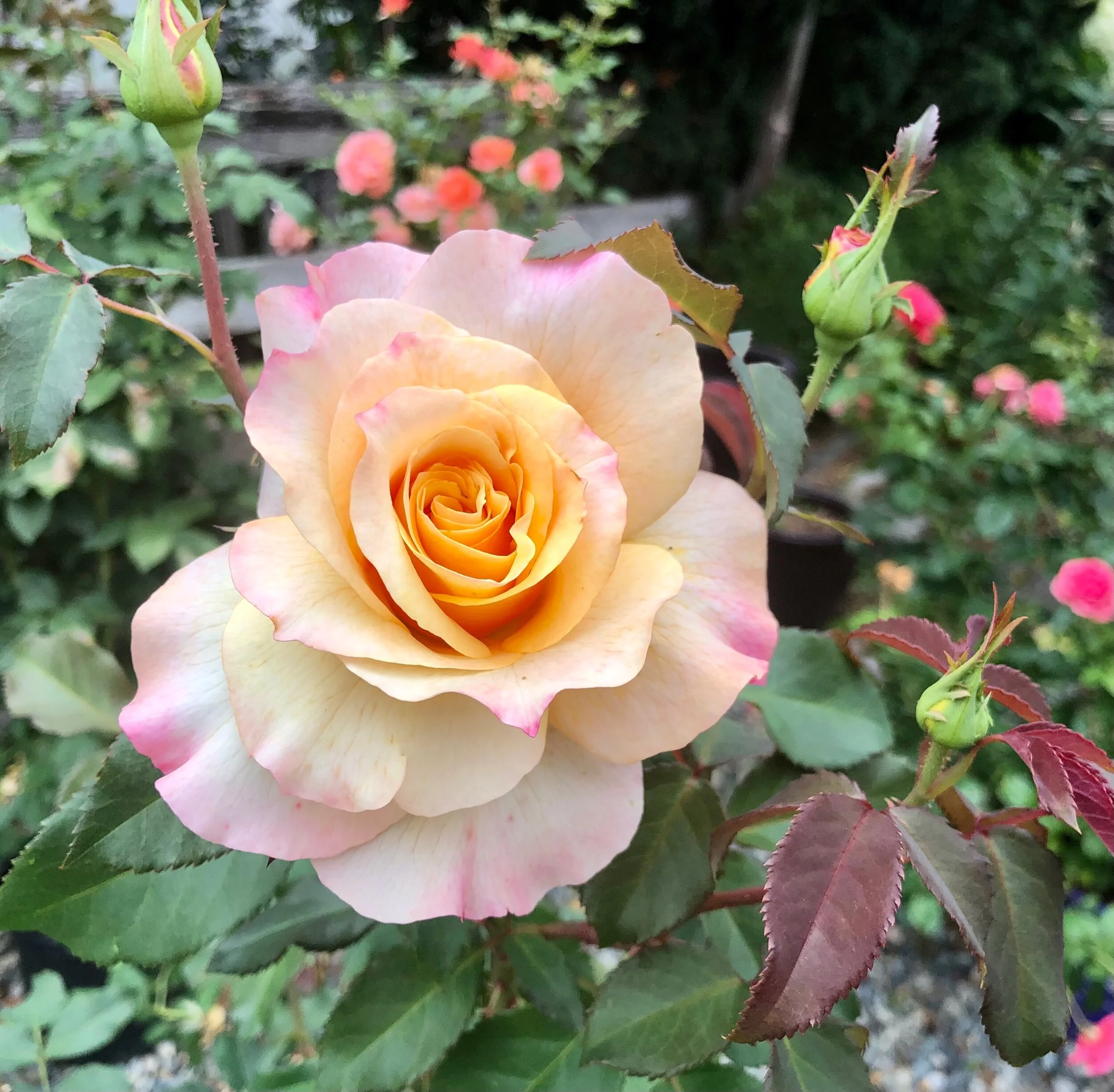 Bliss Parfuma — Select Roses