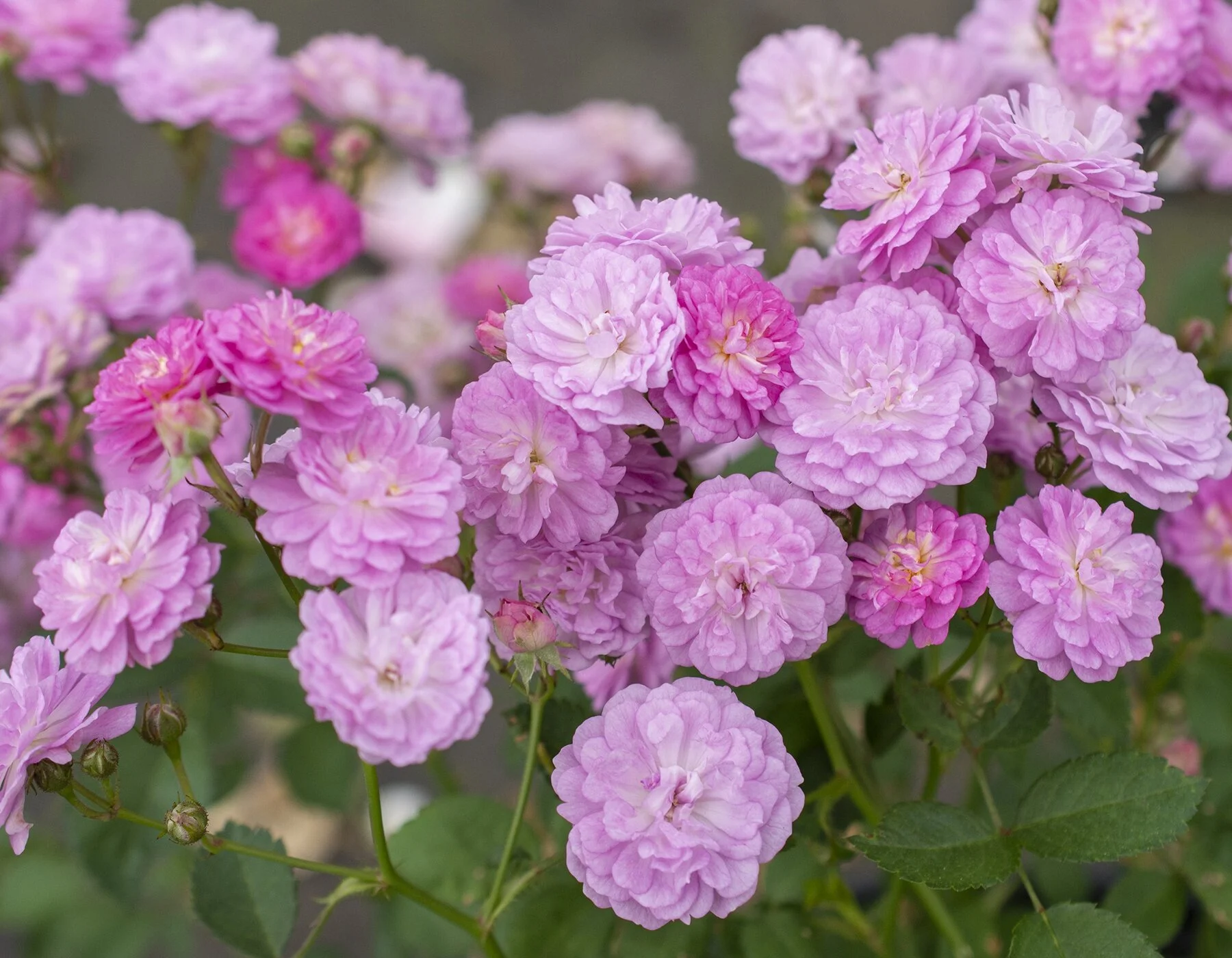 Koko Loko — Select Roses