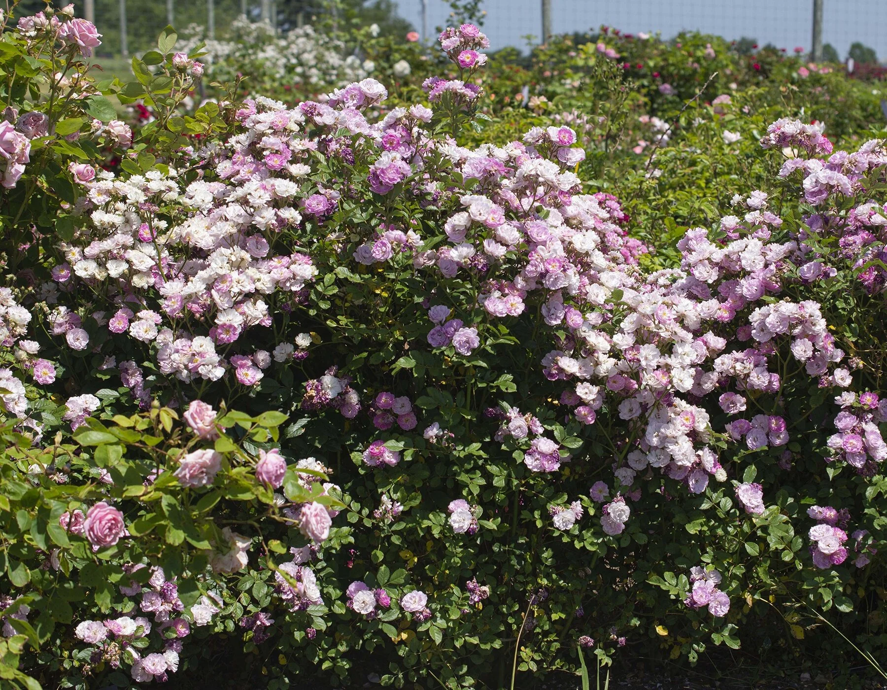 Koko Loko — Select Roses