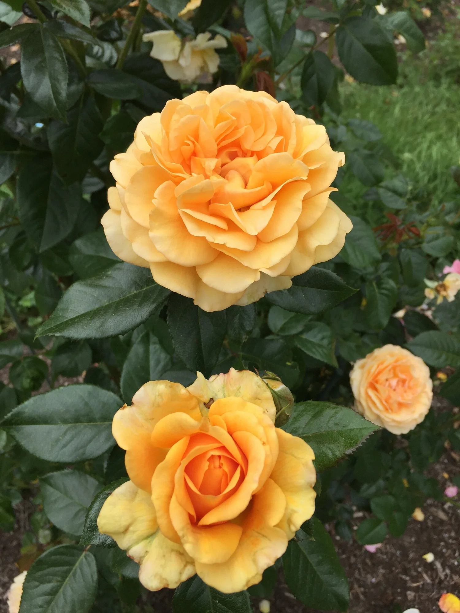 Dylan Rose — Select Roses