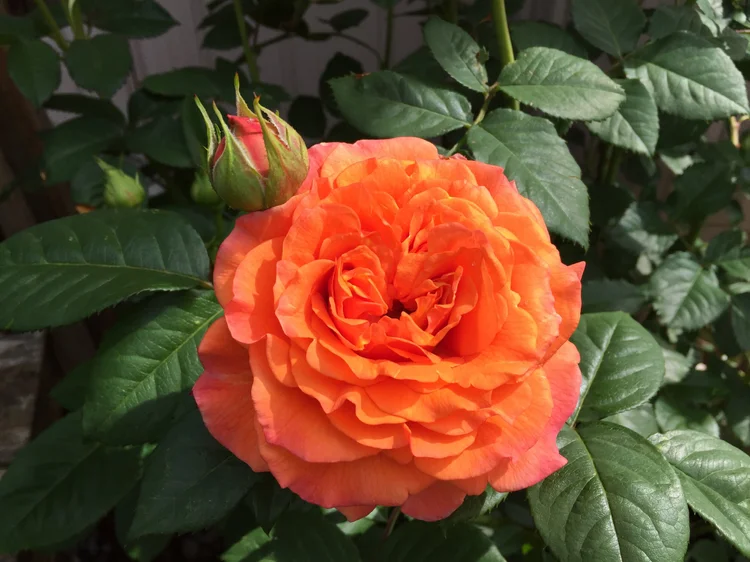 South Africa — Select Roses