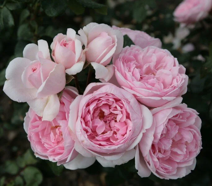 Francis Meilland — Select Roses