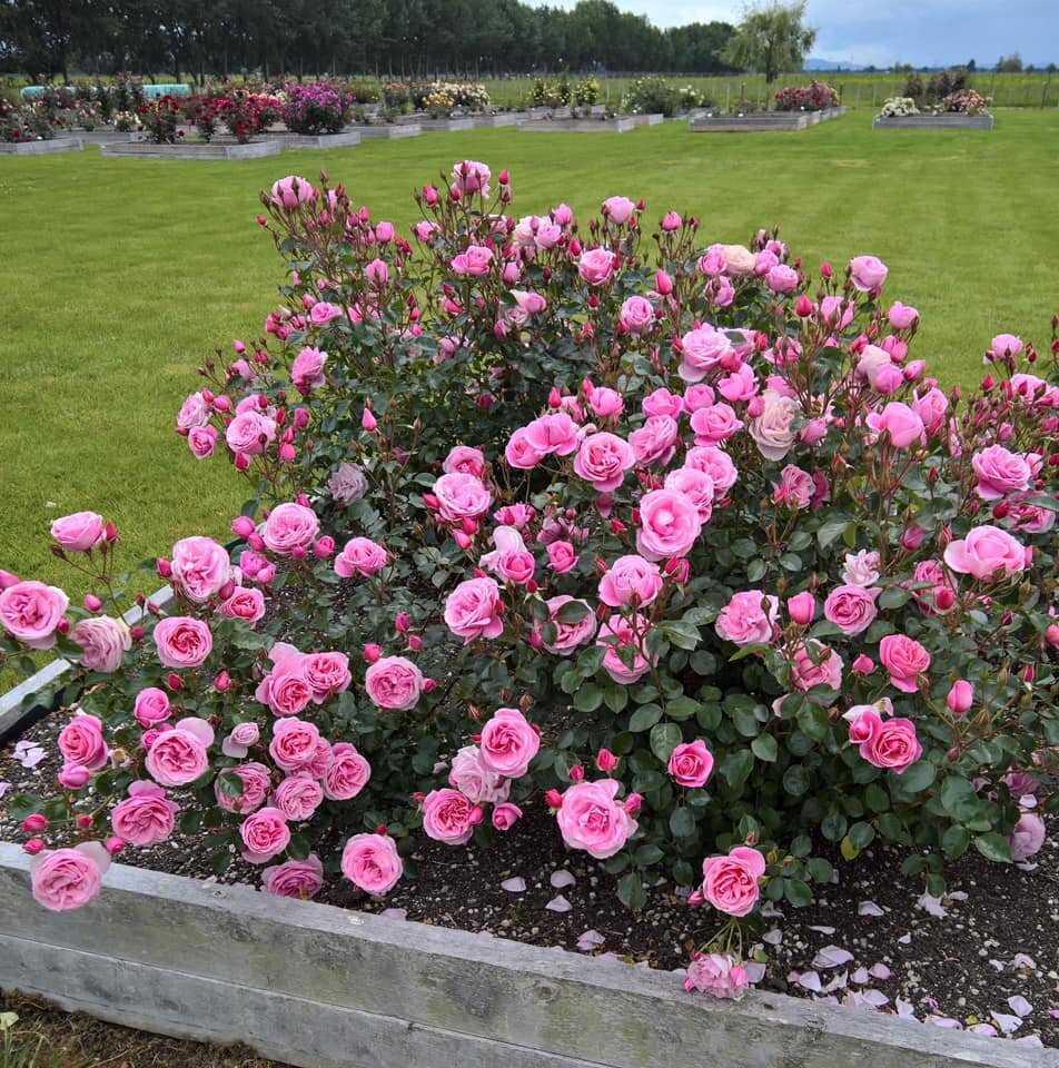 Glowing Inspiration — Select Roses
