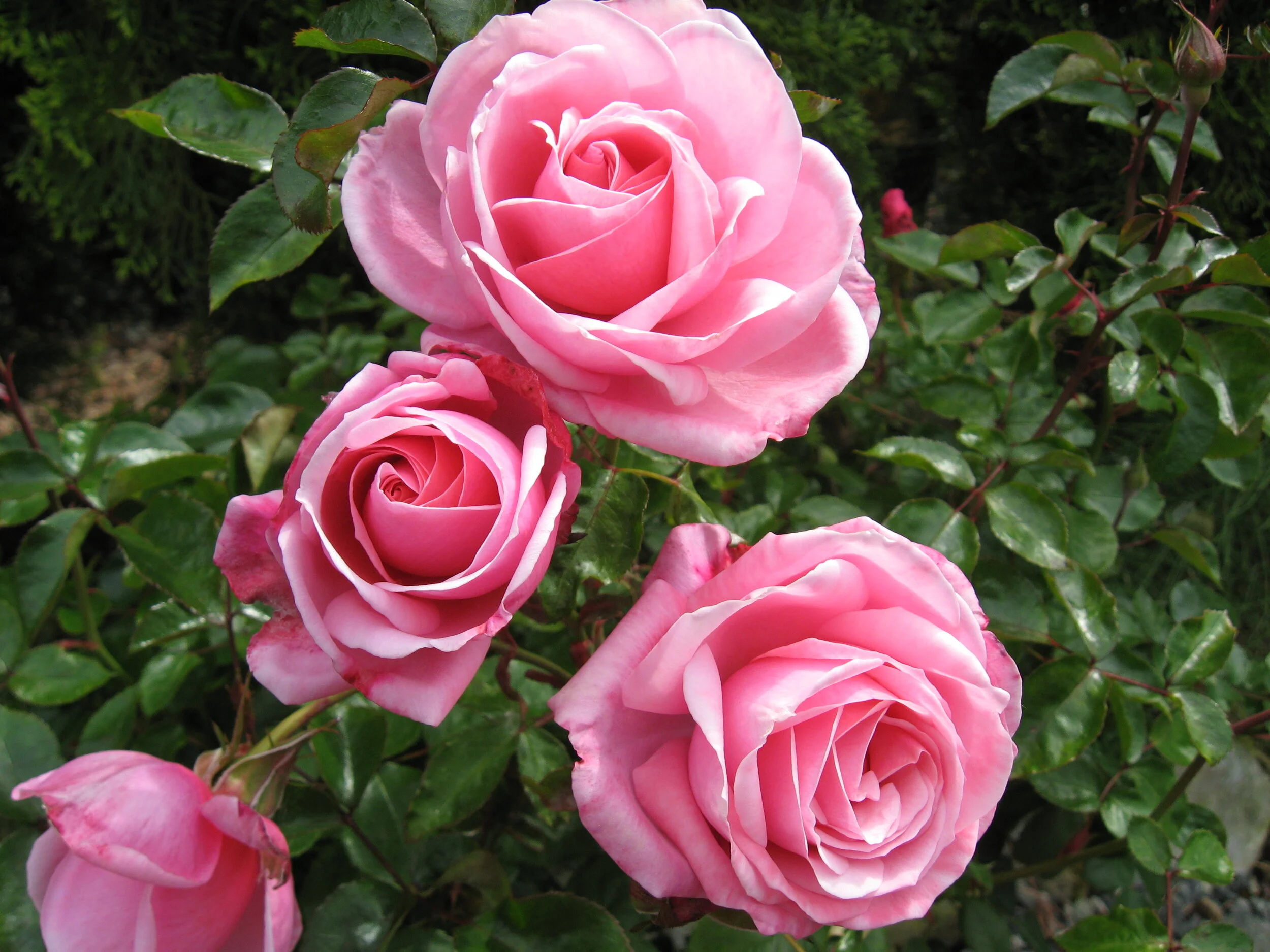 Melissa Darling — Select Roses