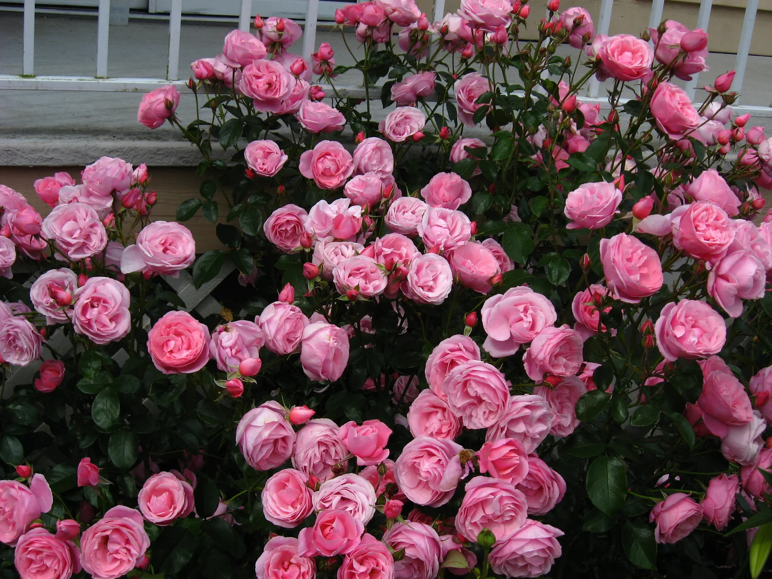 Melissa Darling — Select Roses