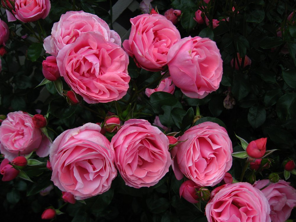 Glowing Inspiration — Select Roses