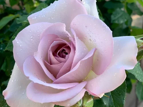 Soft and Sweet — Select Roses