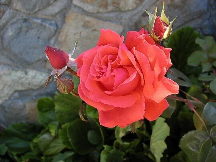 Radiant Perfume — Select Roses