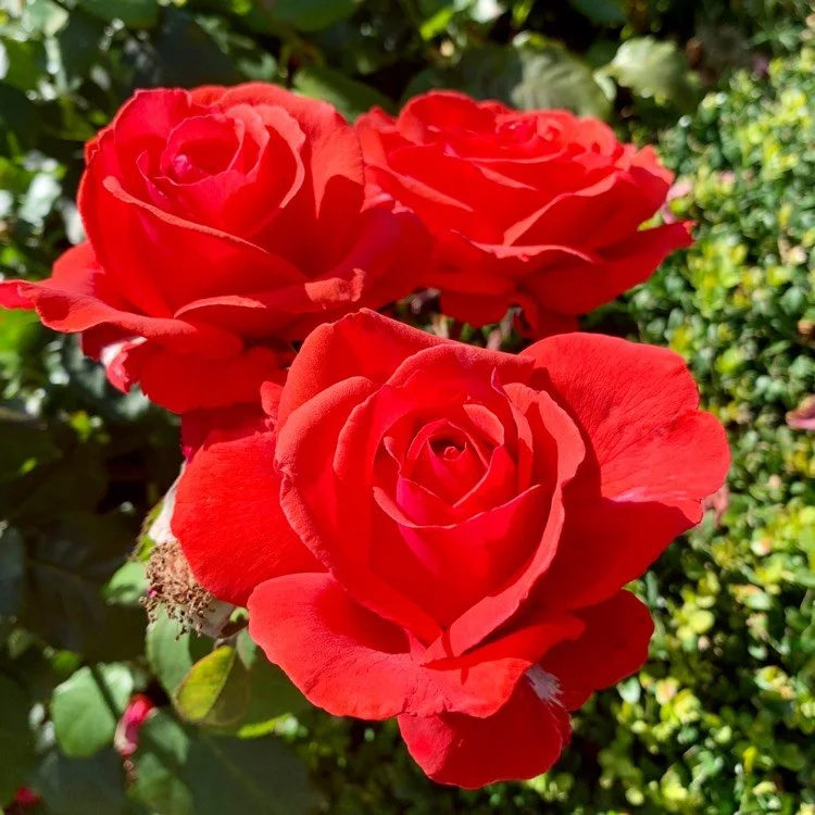 Radiant Perfume — Select Roses