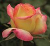 Pre Order Roses for 2024 Pick up — Select Roses