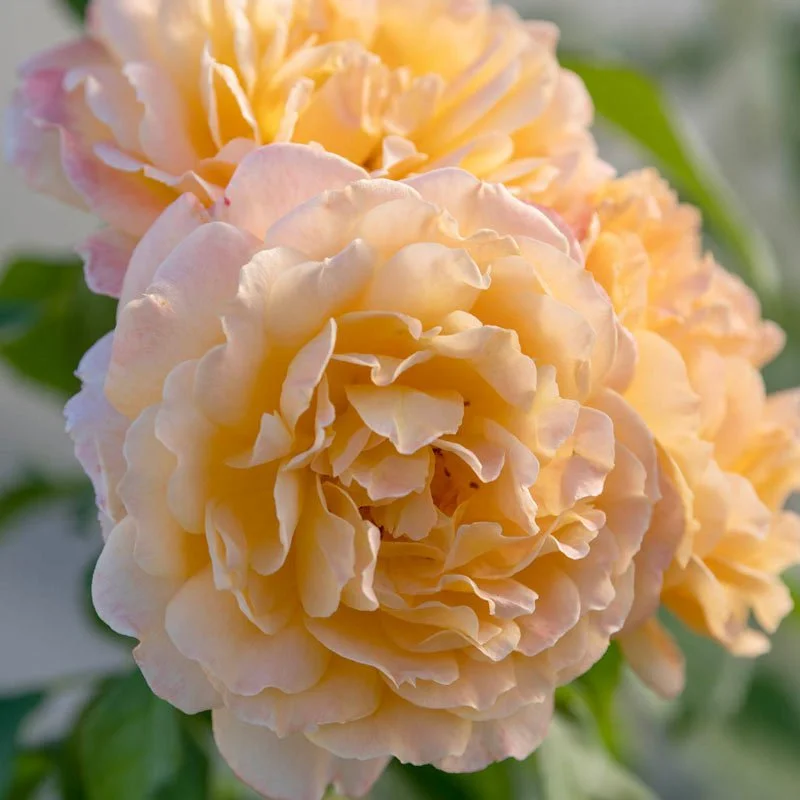 Gertude Jekyll — Select Roses