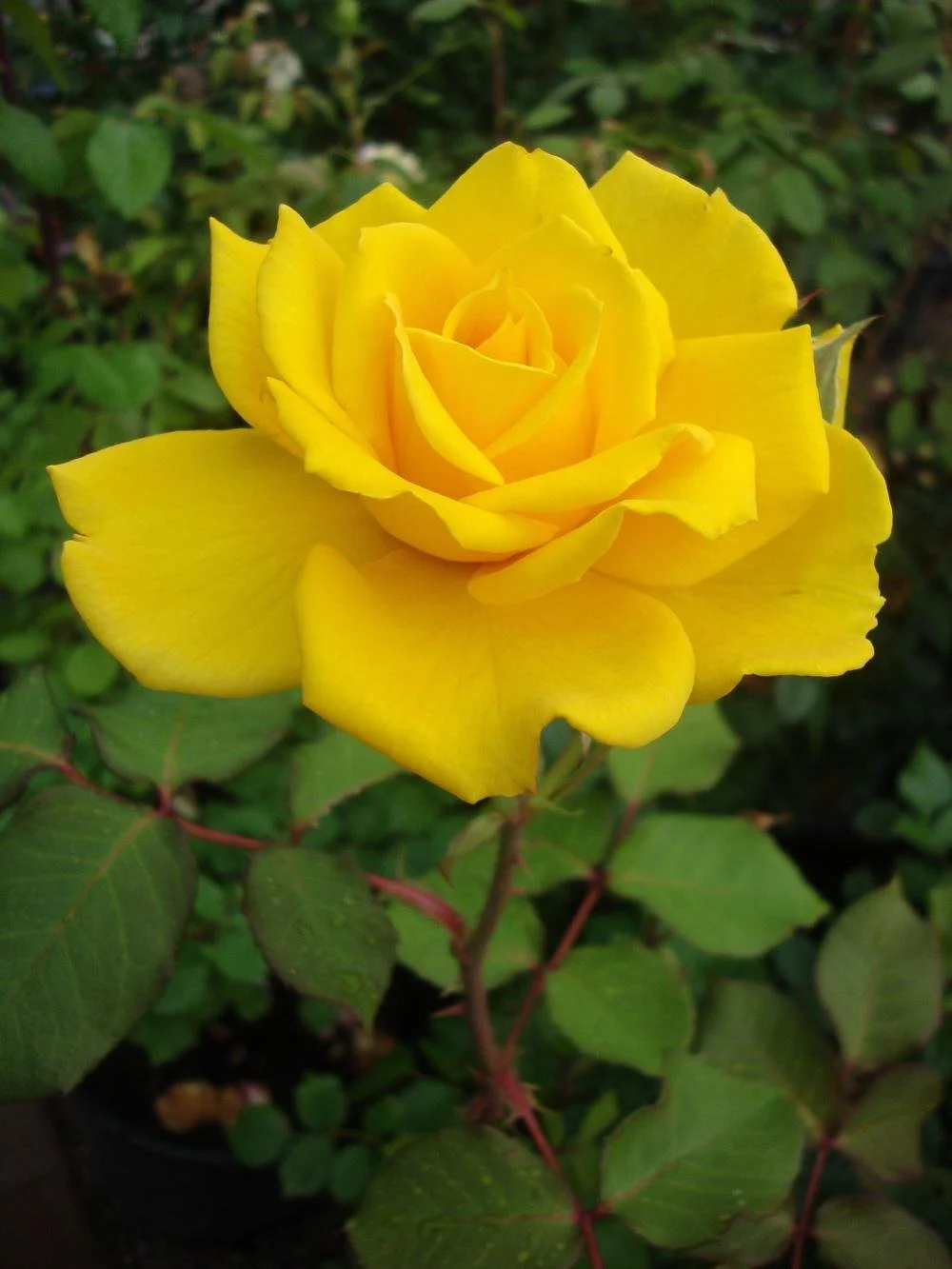 Chandos Beauty — Select Roses