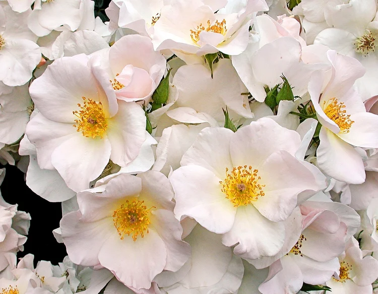 Kiss Me Kate — Select Roses