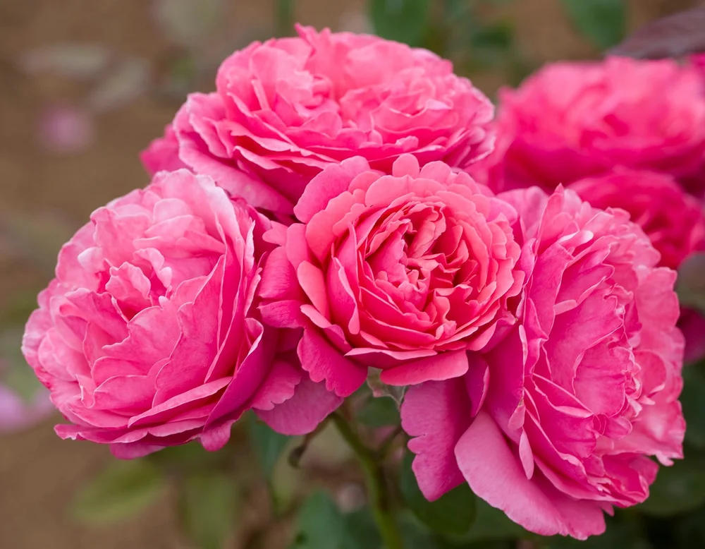 Cinderella Fairy Tale — Select Roses