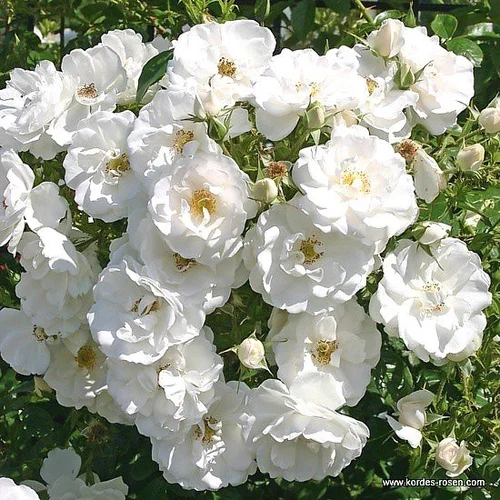 Polka — Select Roses