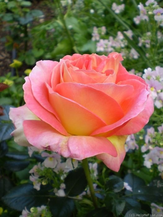 Boscobel - David Austin Rose — Select Roses