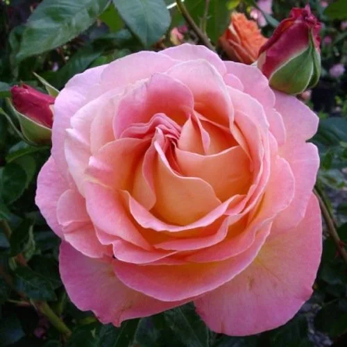 Boscobel - David Austin Rose — Select Roses