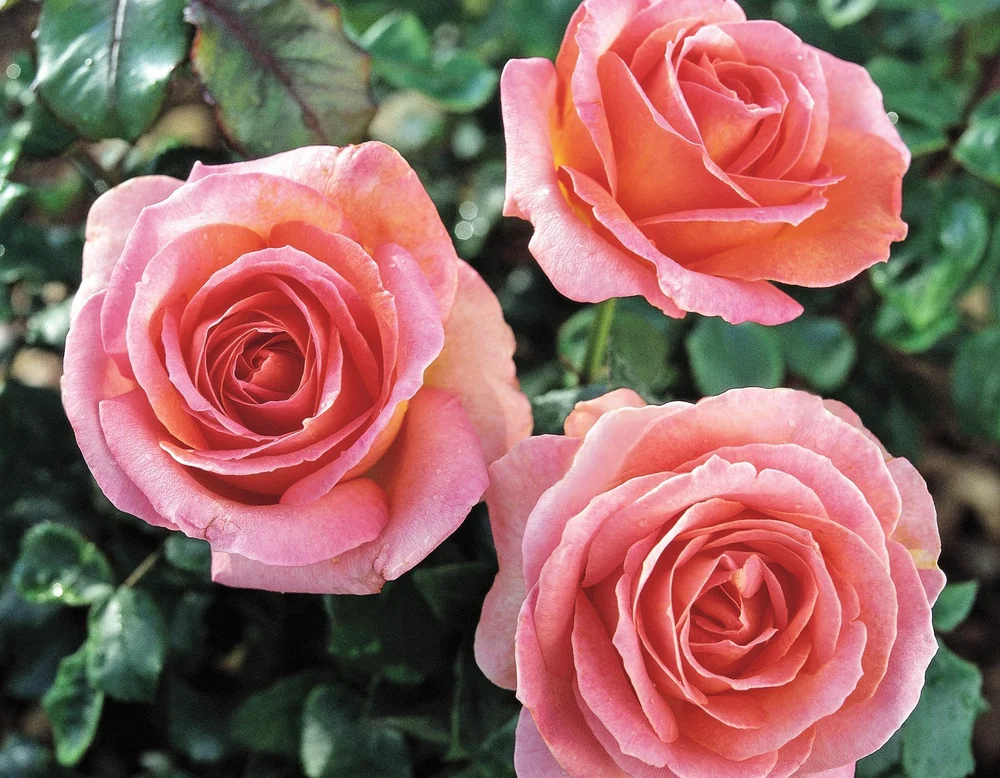 Boscobel - David Austin Rose — Select Roses