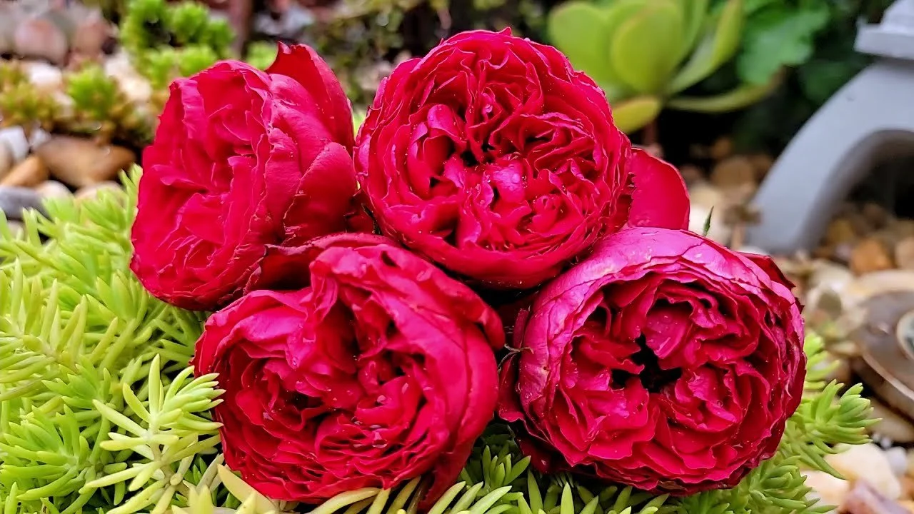 Cinderella Fairy Tale — Select Roses