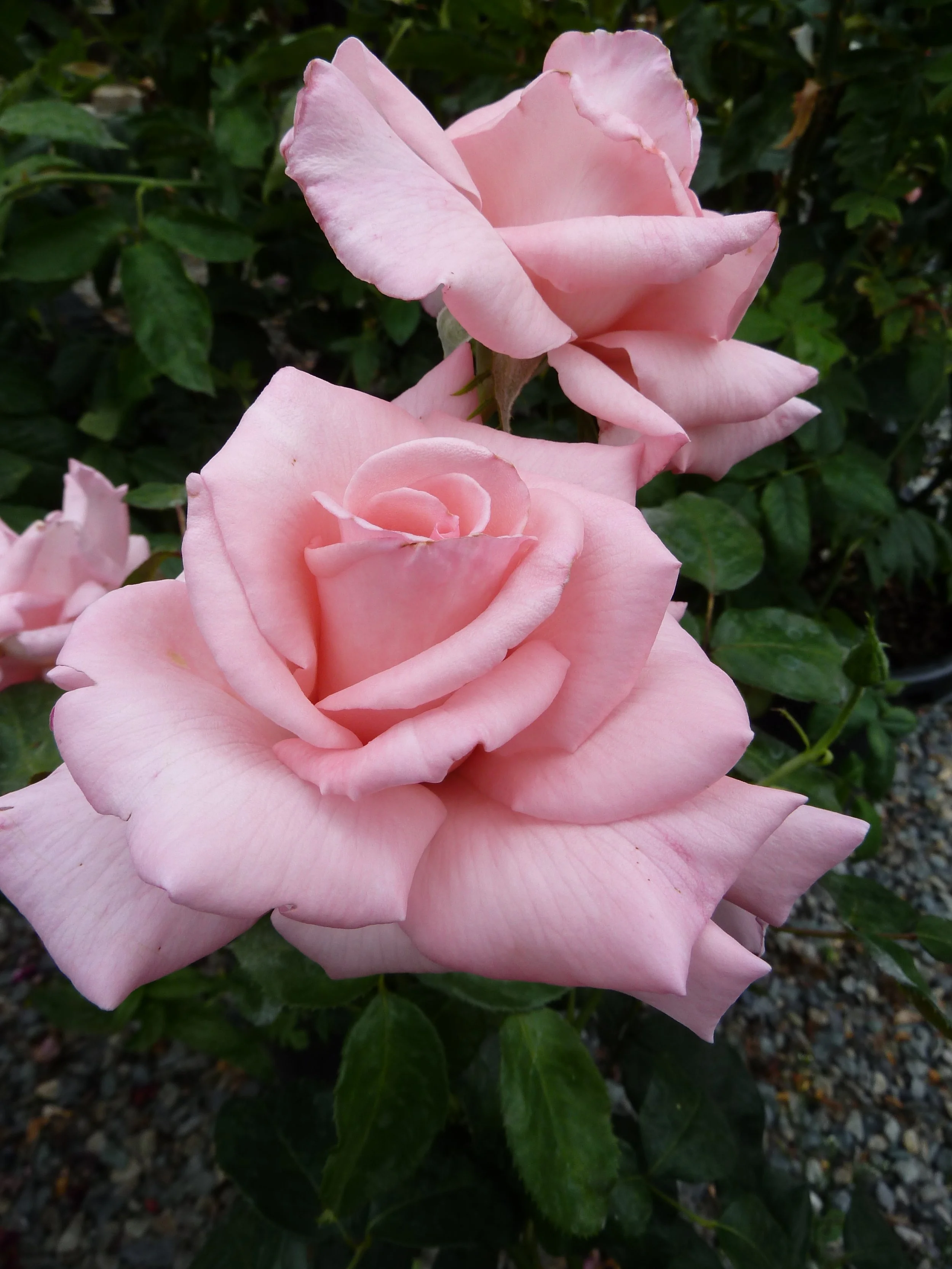 Dylan Rose — Select Roses