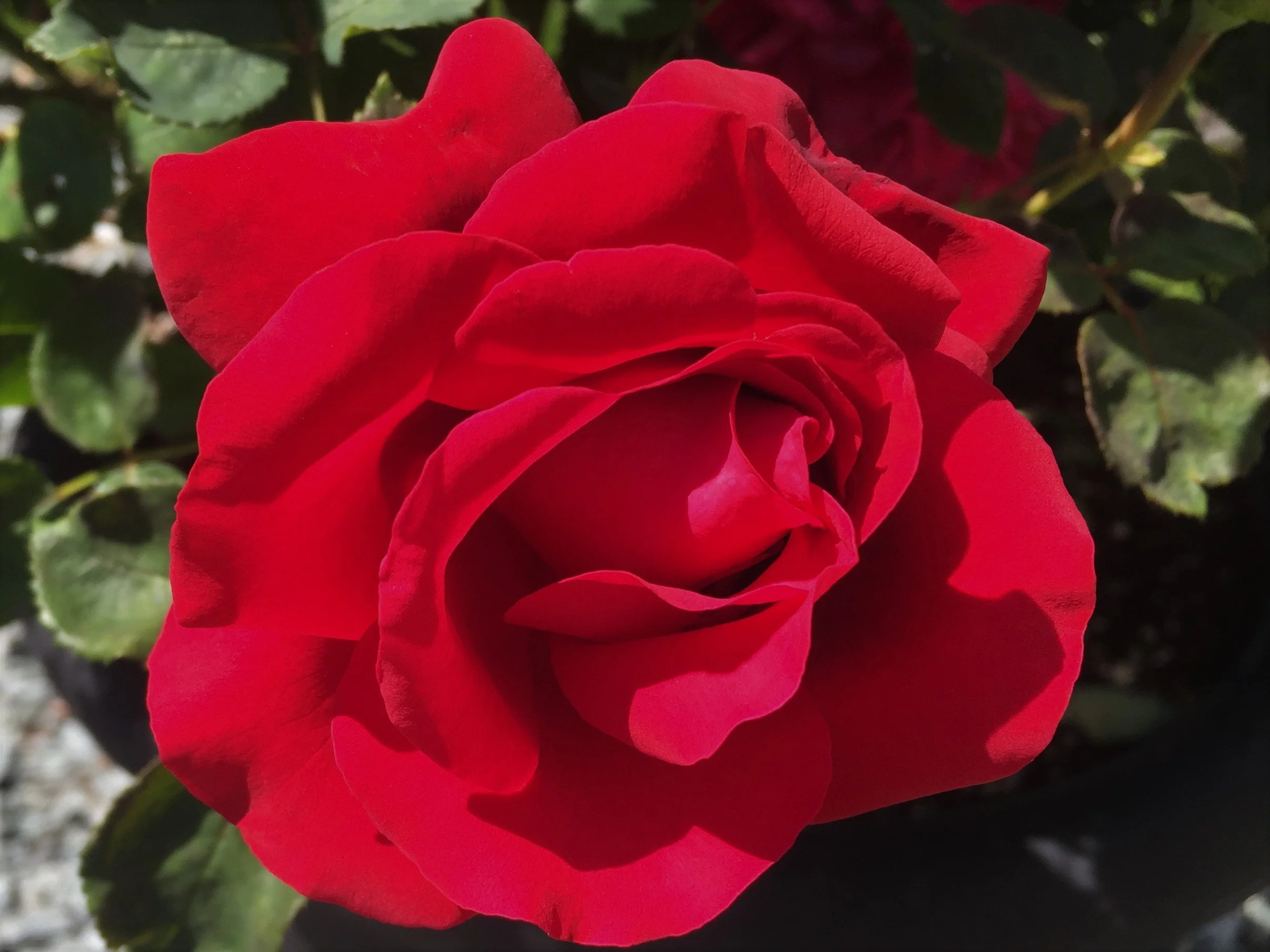 Bolero Romantica — Select Roses