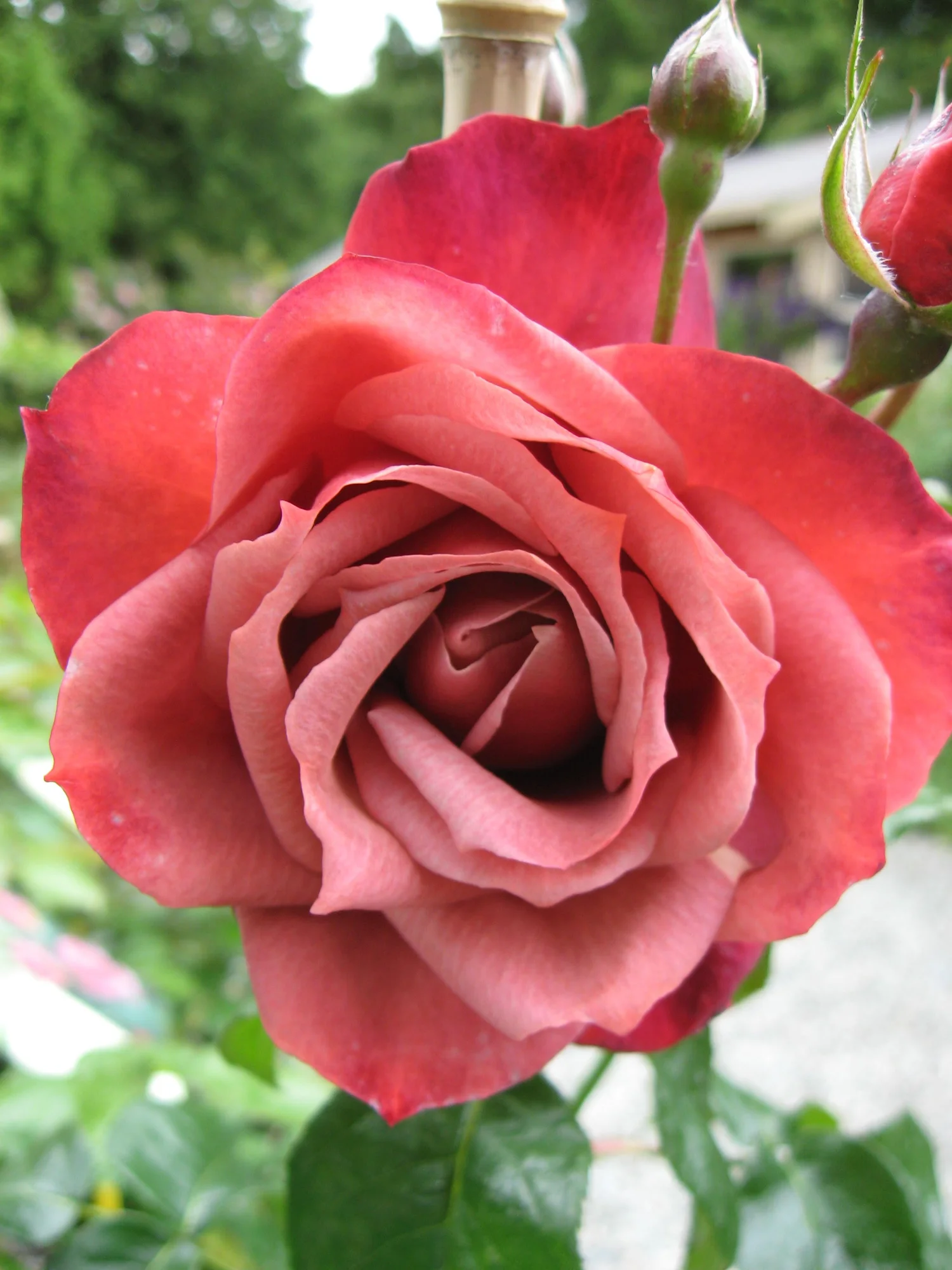 South Africa — Select Roses