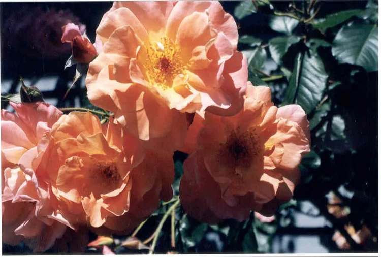 Polka — Select Roses