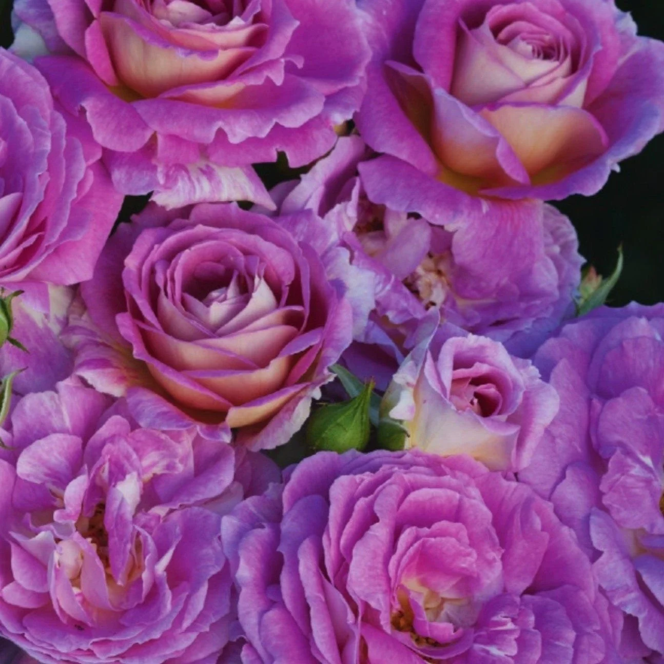 Francis Meilland — Select Roses