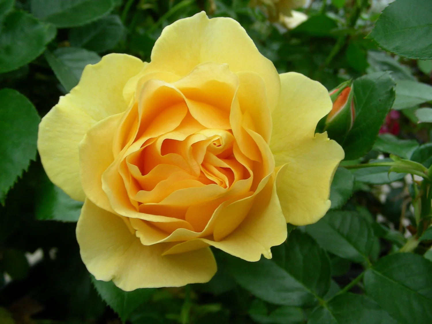 Earth Angel — Select Roses