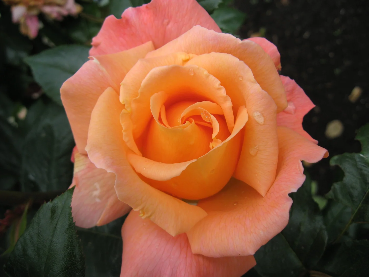 Boscobel - David Austin Rose — Select Roses