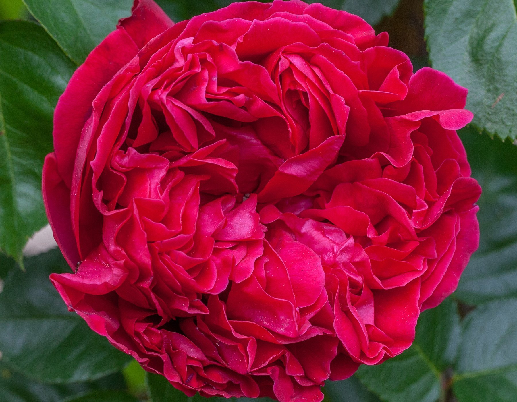 Kiss Me Kate — Select Roses