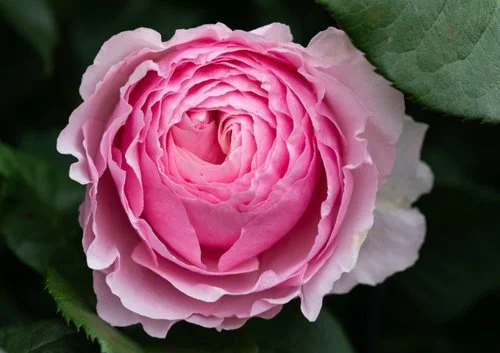 Secret — Select Roses