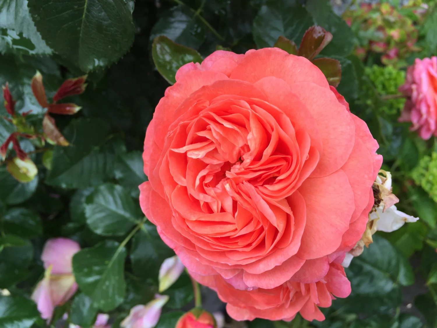 South Africa — Select Roses