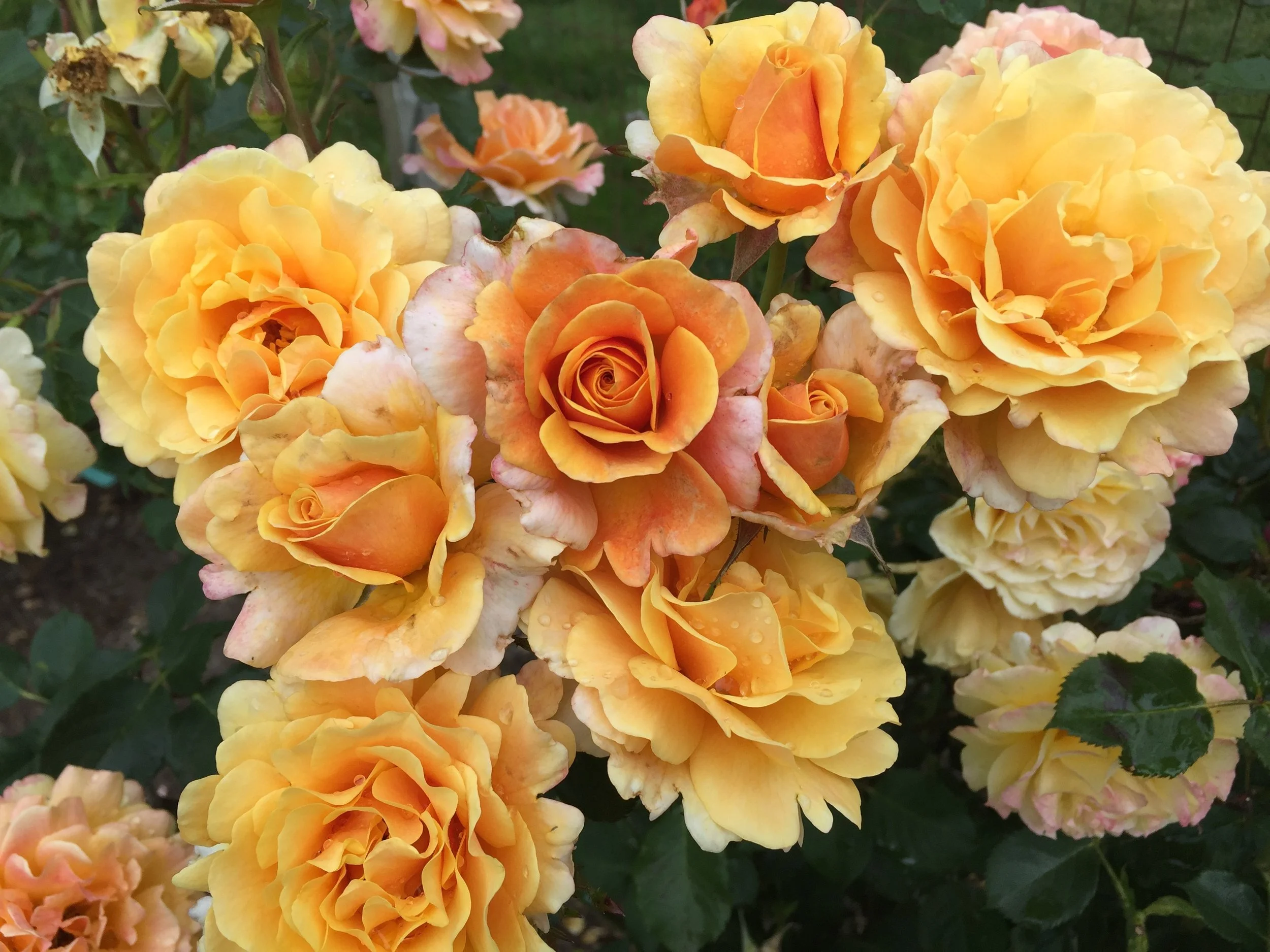 Double Ambre — Select Roses