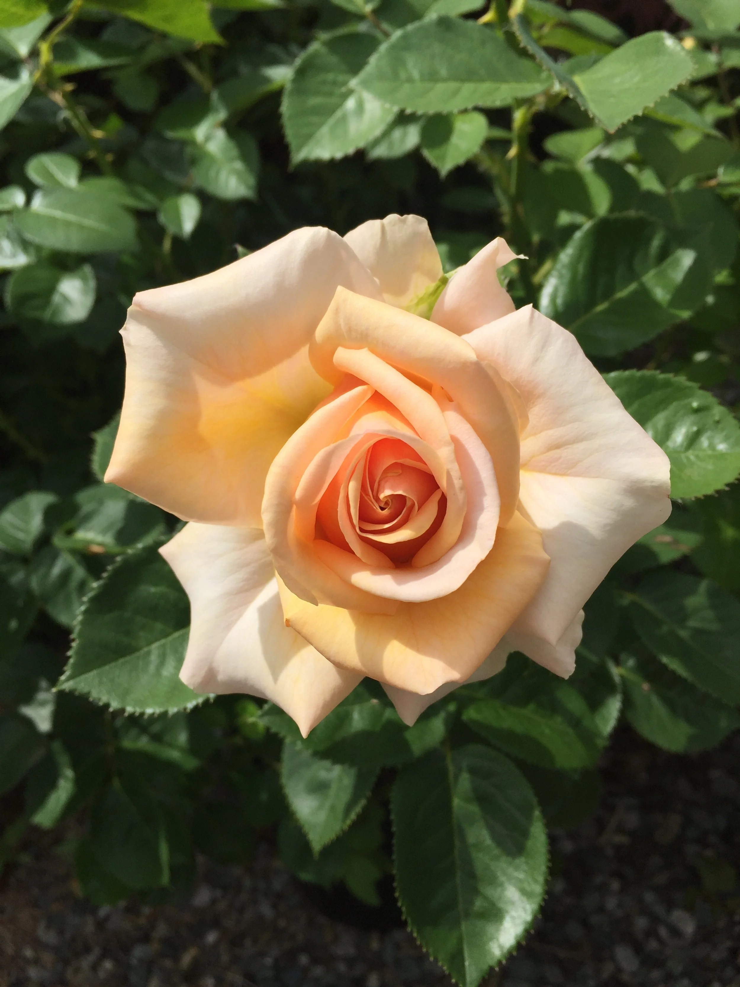 Dylan Rose — Select Roses