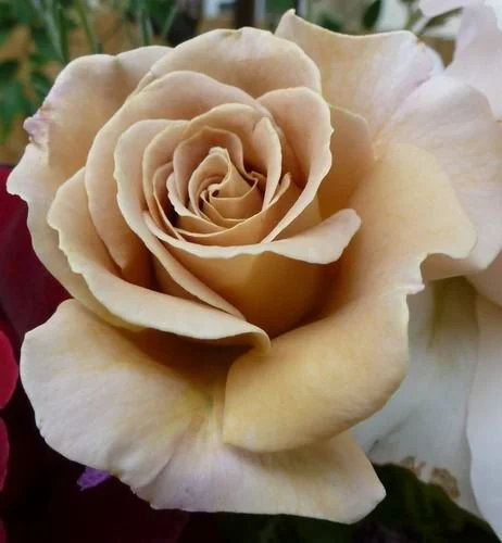 Earth Angel — Select Roses