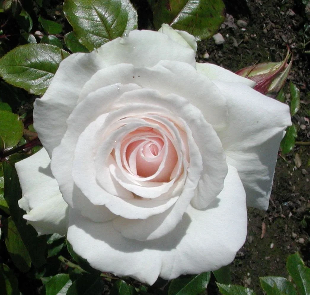 Roberta Bondar — Select Roses