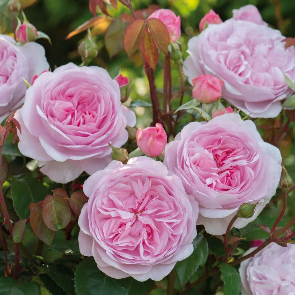 South Africa — Select Roses