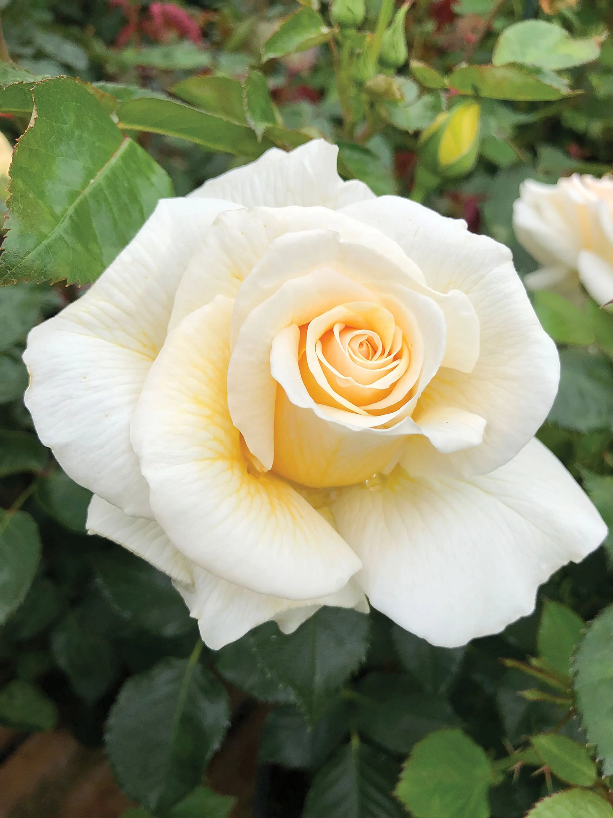 Dylan Rose — Select Roses