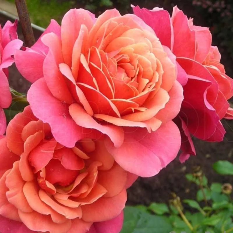 Soft and Sweet — Select Roses