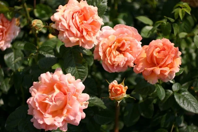 Kiss Me Kate — Select Roses