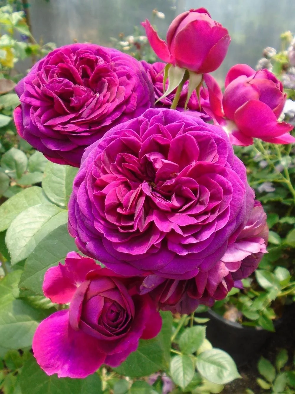 Pretty Lady Tree Rose - 36 inch — Select Roses