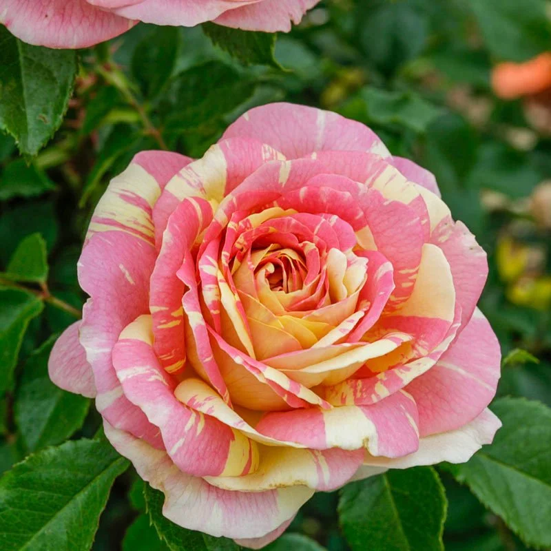 Pope John Paul 11 Tree Rose- 36 inch — Select Roses