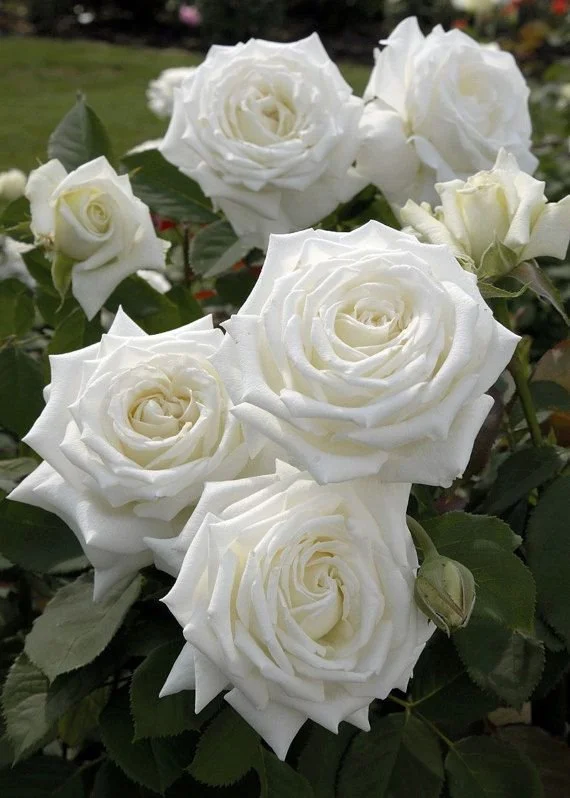 Pretty Lady Tree Rose - 36 inch — Select Roses
