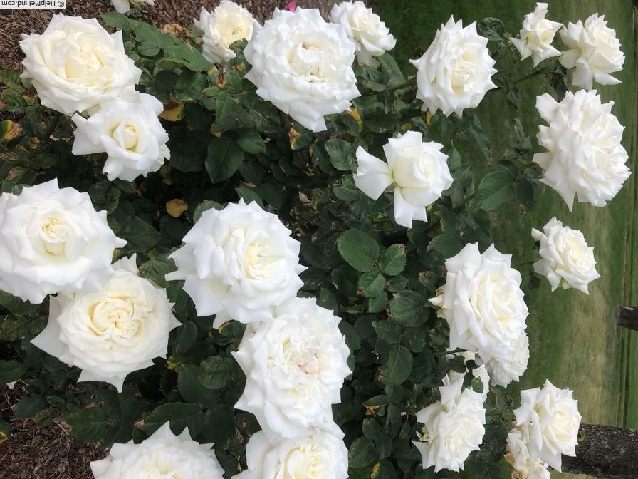 Pretty Lady Tree Rose - 36 inch — Select Roses